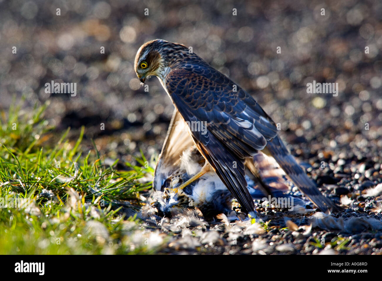 Sparrowhawk photograph hi-res stock photography and images - Alamy