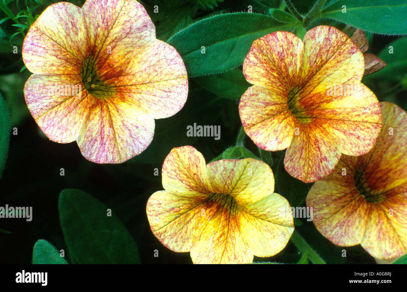 Petunia Million Bells var Sunbelki Stock Photo - Alamy