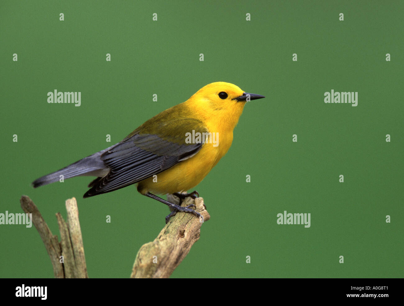 Prothonotary warblers hi-res stock photography and images - Alamy