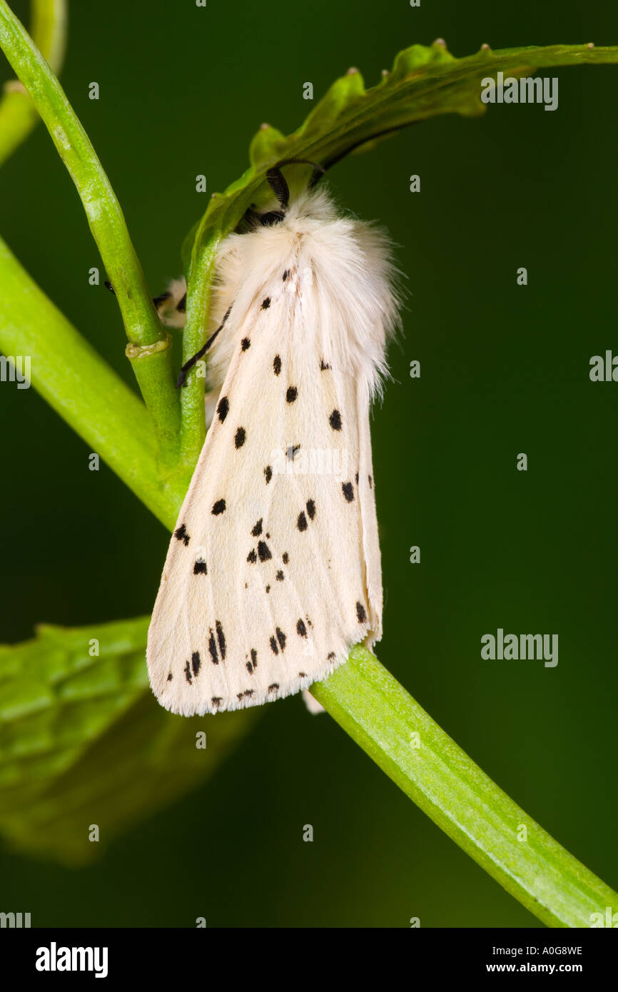 Spilosoma hi-res stock photography and images - Alamy
