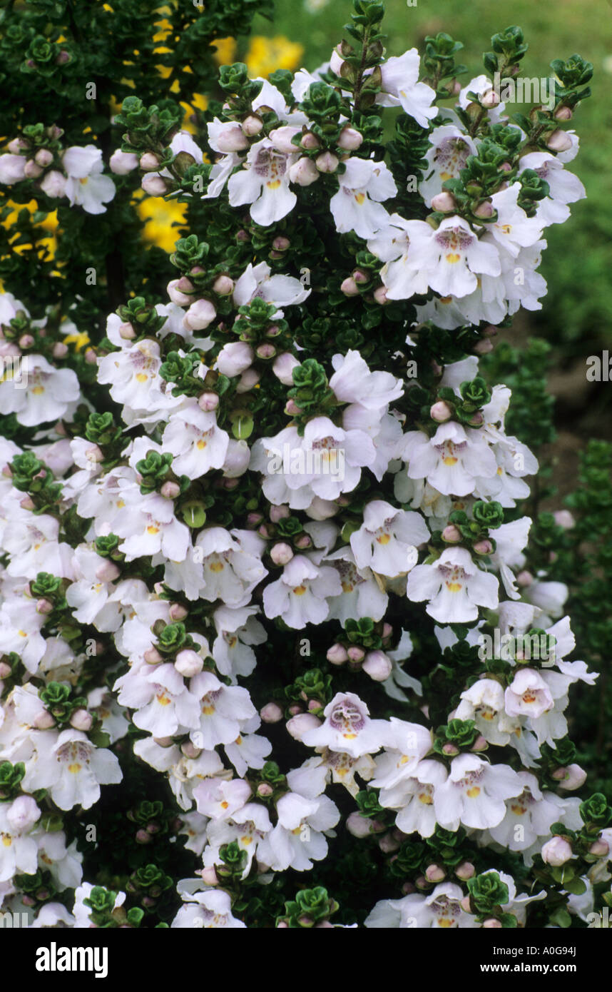 Prostanthera cuneata, mint bush, aromatic flower Stock Photo - Alamy