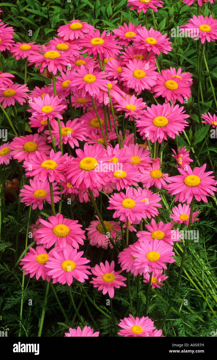 Pyrethrum Coccineum High Resolution Stock Photography and Images - Alamy