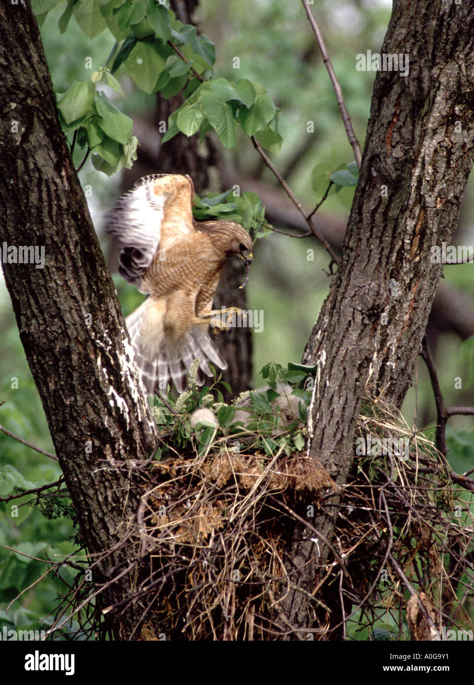 Red-shouldered Hawk Bringing Stick to Nest - Vertical Stock Photo - Alamy