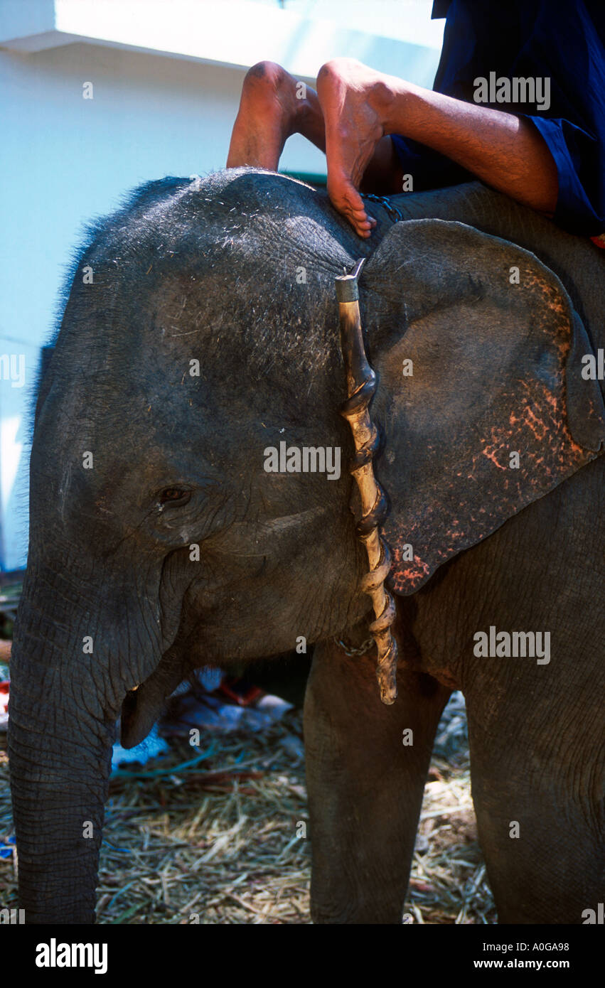 Hook elephant hi-res stock photography and images - Alamy