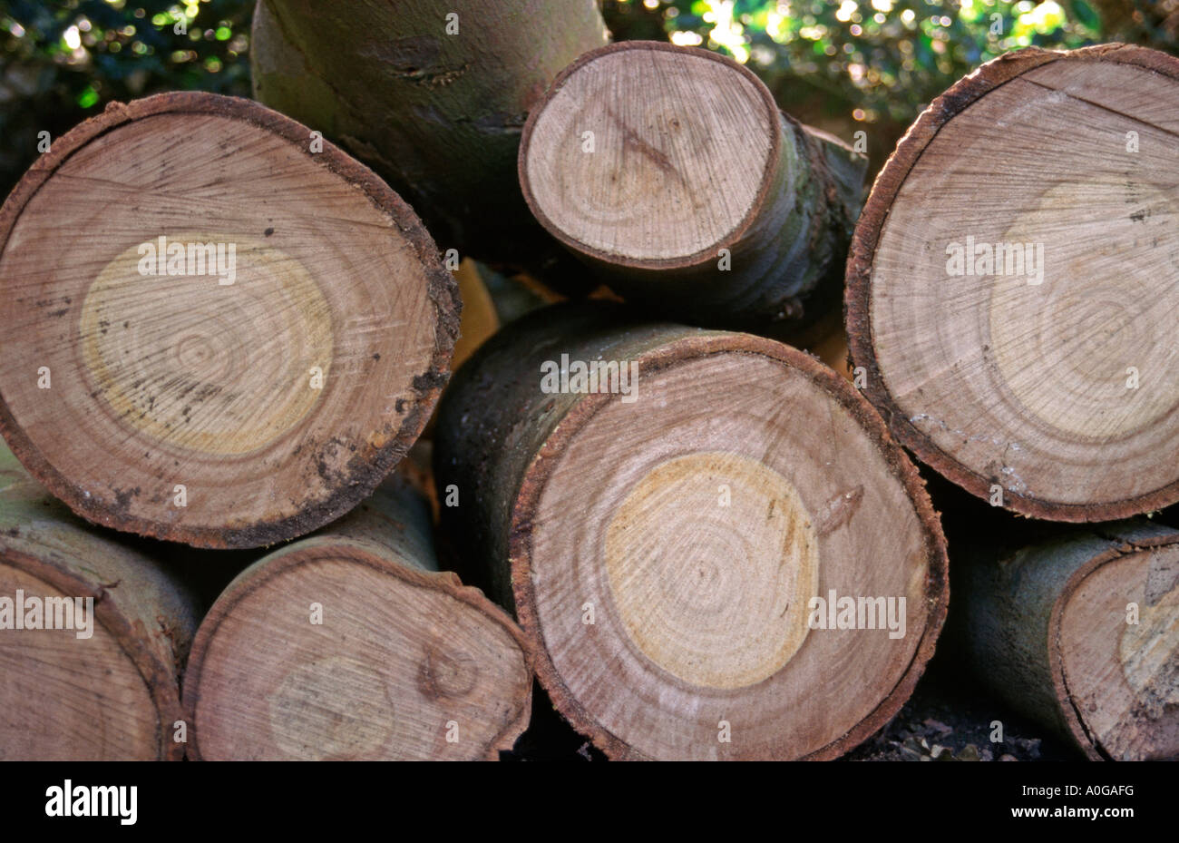 Eucalyptus firewood stack hi-res stock photography and images - Alamy