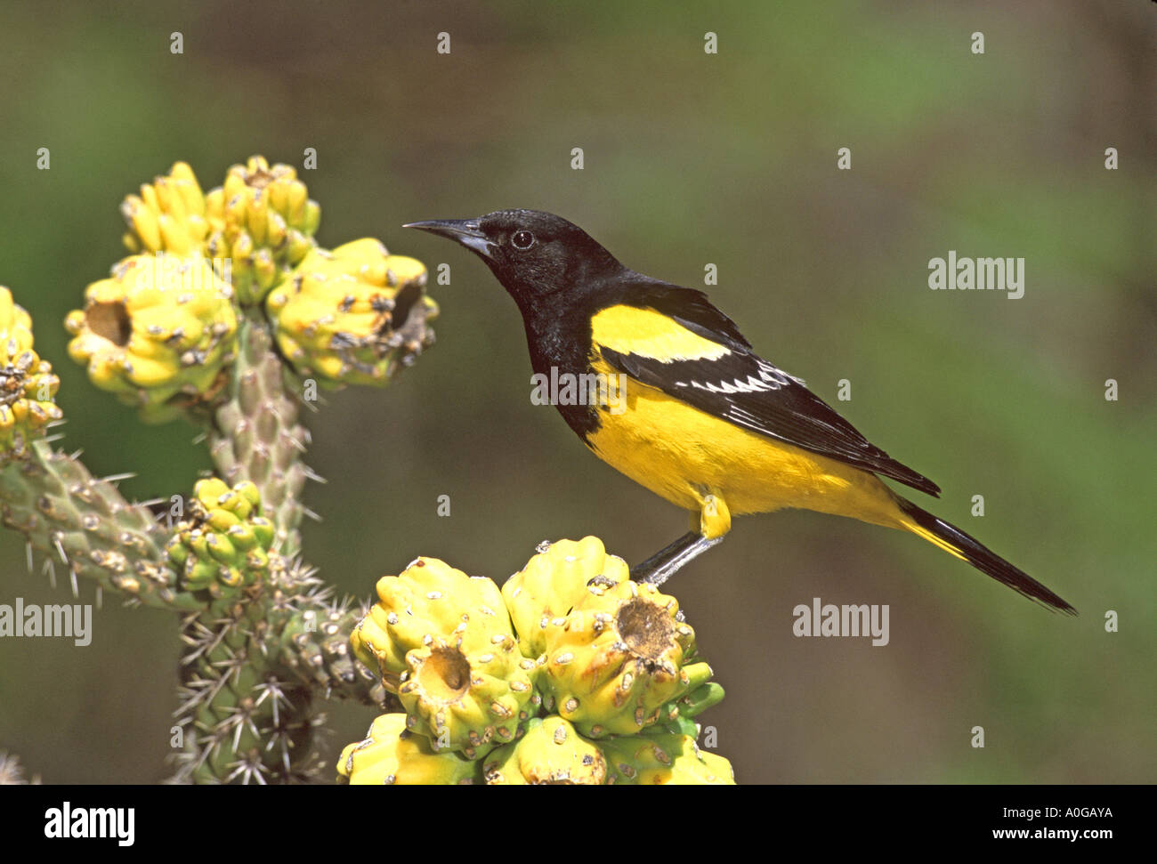 Scott's oriole icterus parisorum hi-res stock photography and images ...