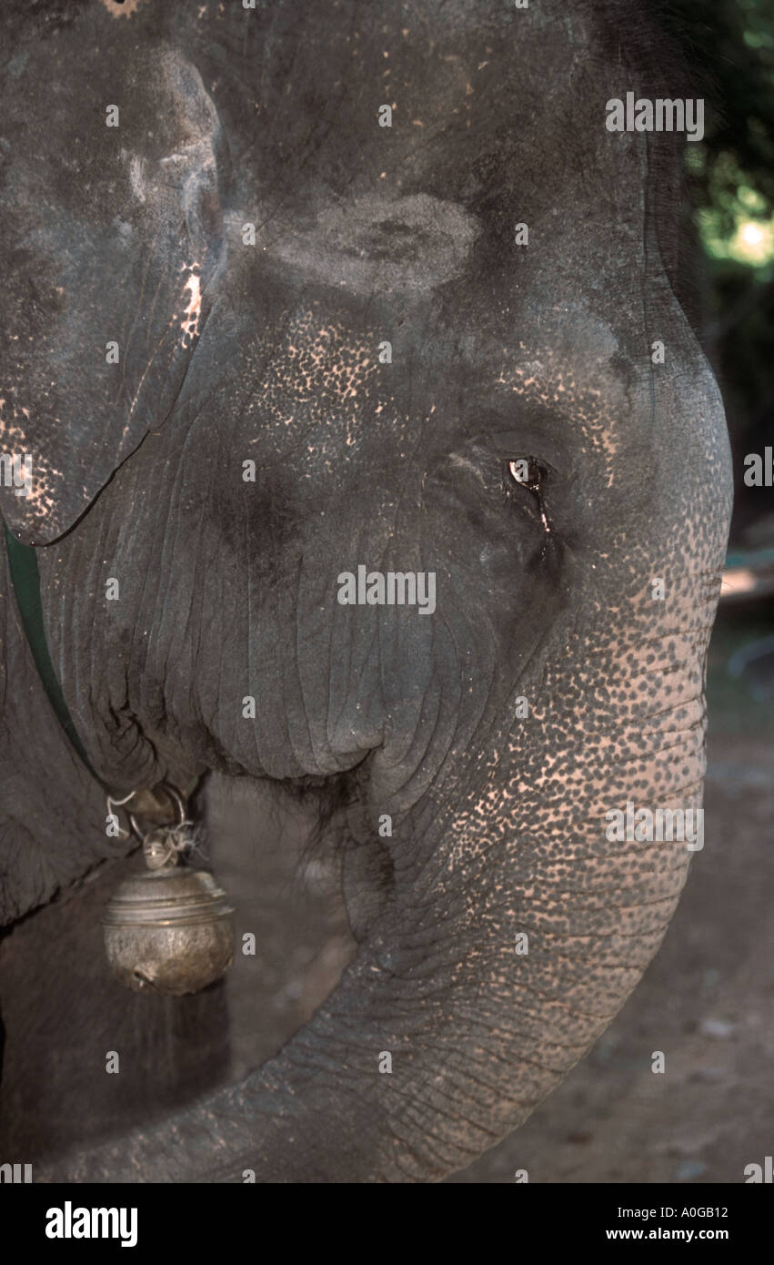 Elephant bell hi-res stock photography and images - Alamy