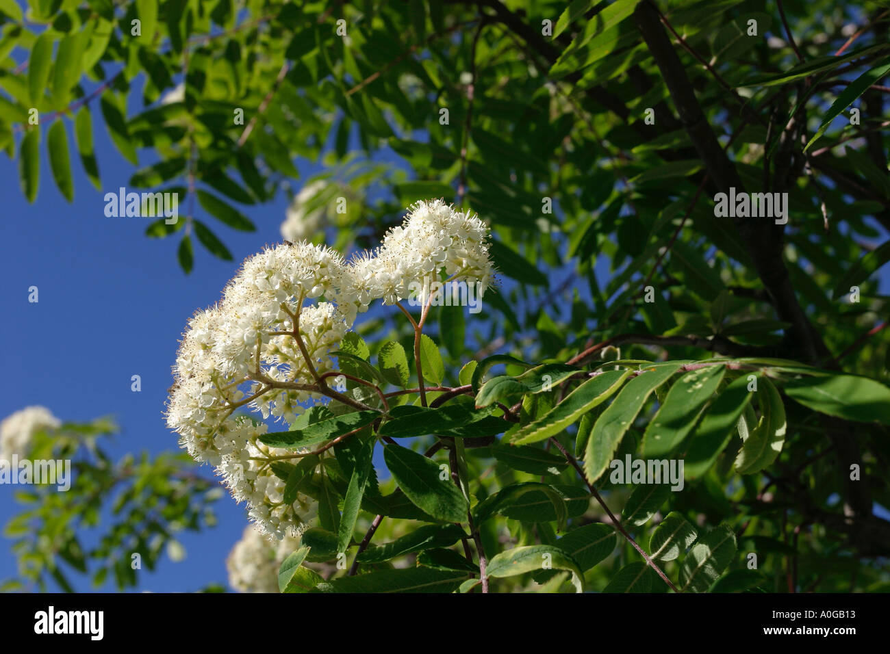 Rowan blossom hi-res stock photography and images - Alamy