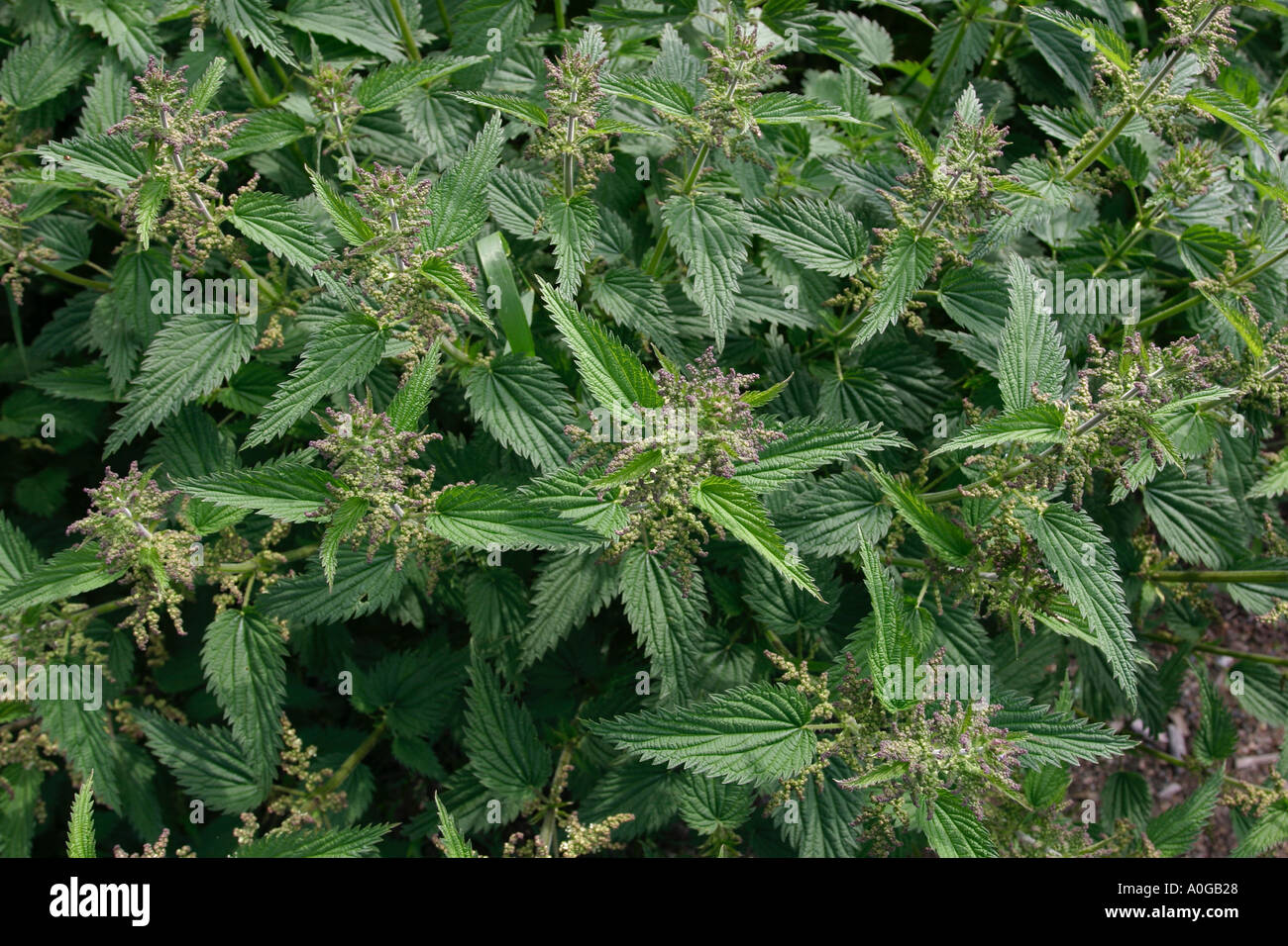 On stinging nettle leaf hi-res stock photography and images - Alamy