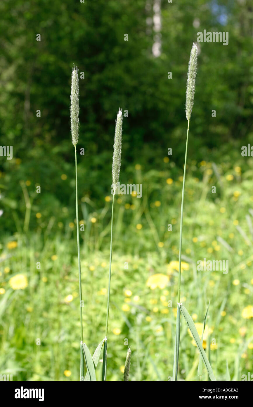 Timothygrass hi-res stock photography and images - Alamy