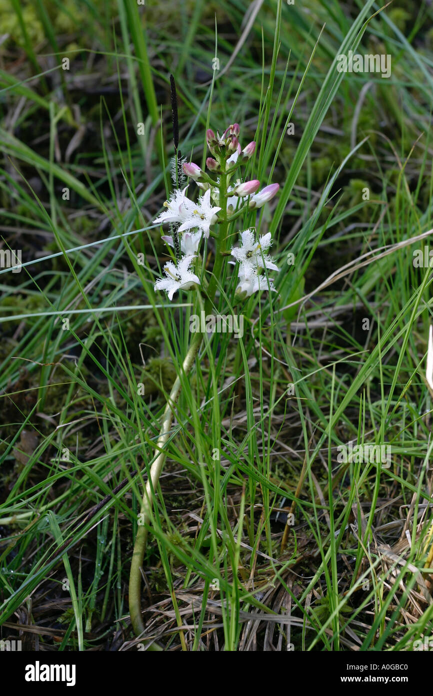Buck bean plant hi-res stock photography and images - Alamy