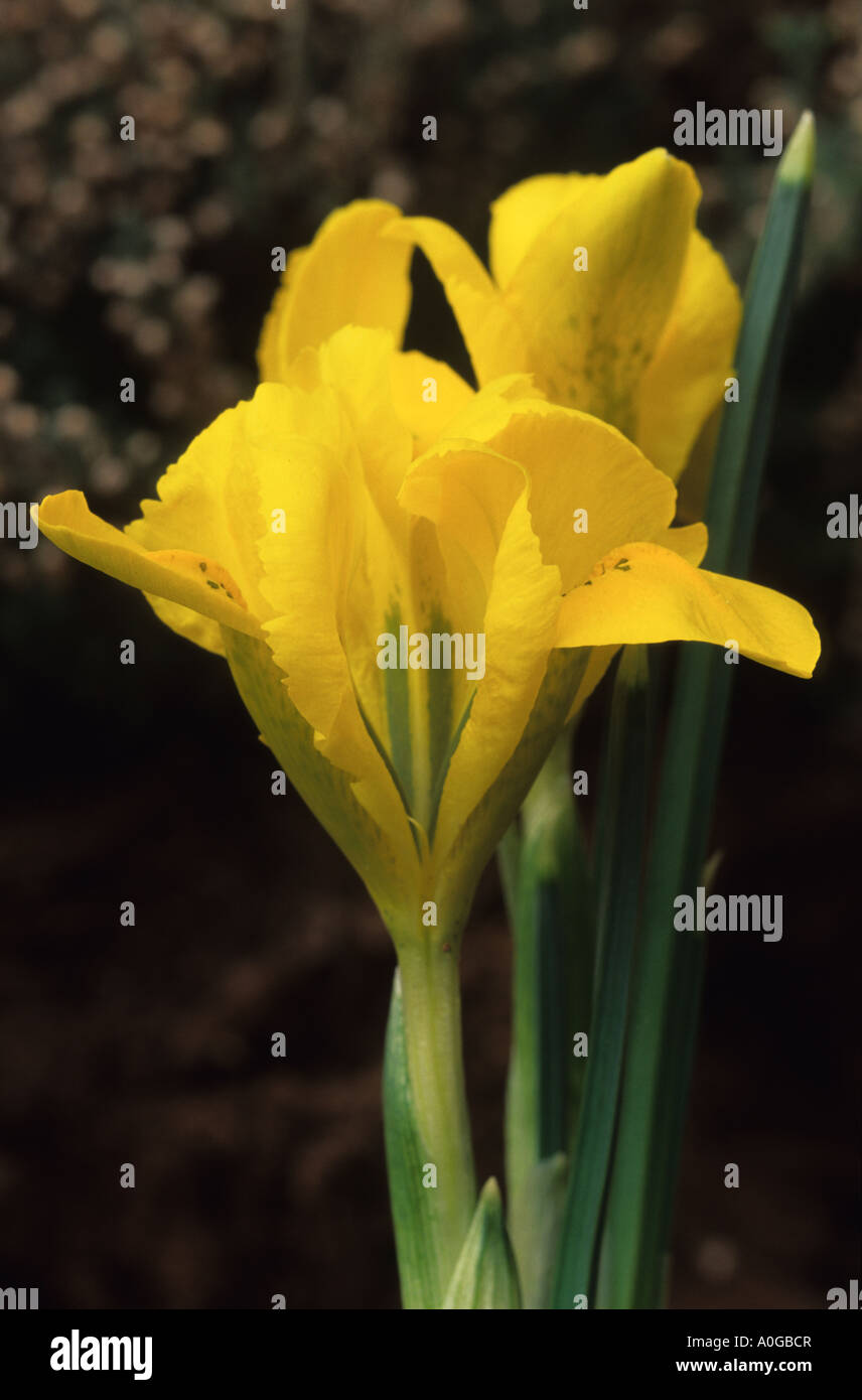 Dwarf iris february hi-res stock photography and images - Alamy