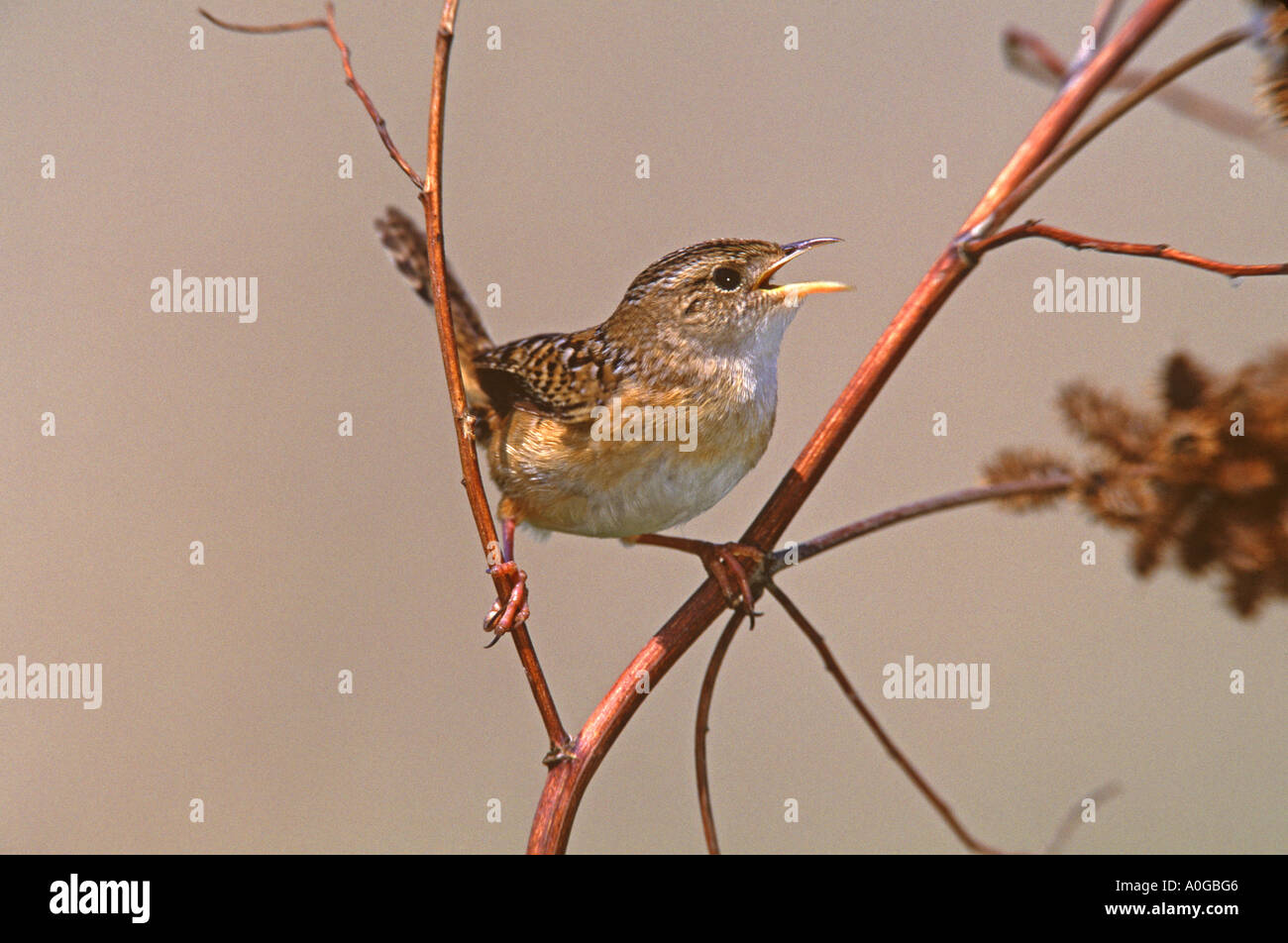 Sedge Wren Singing Stock Photo - Alamy