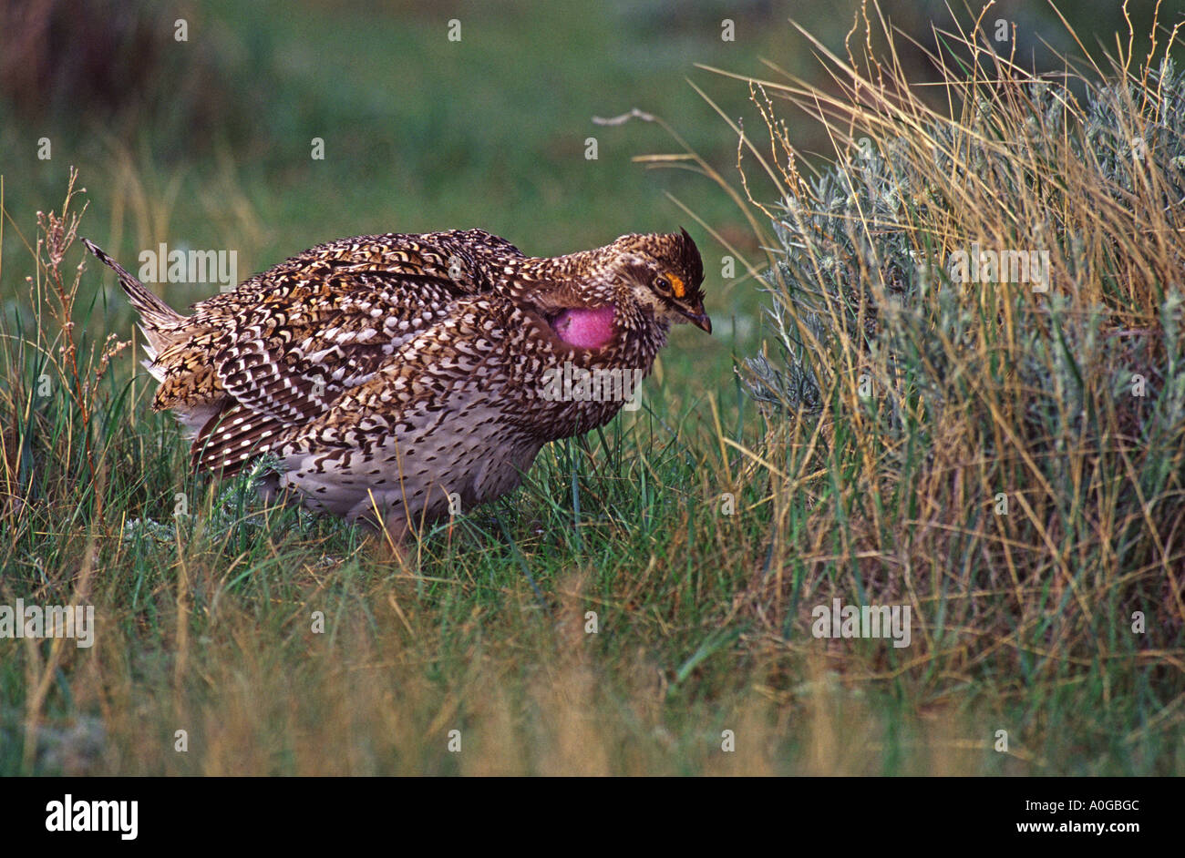 Prairie sharp tailed grouse hi-res stock photography and images - Alamy