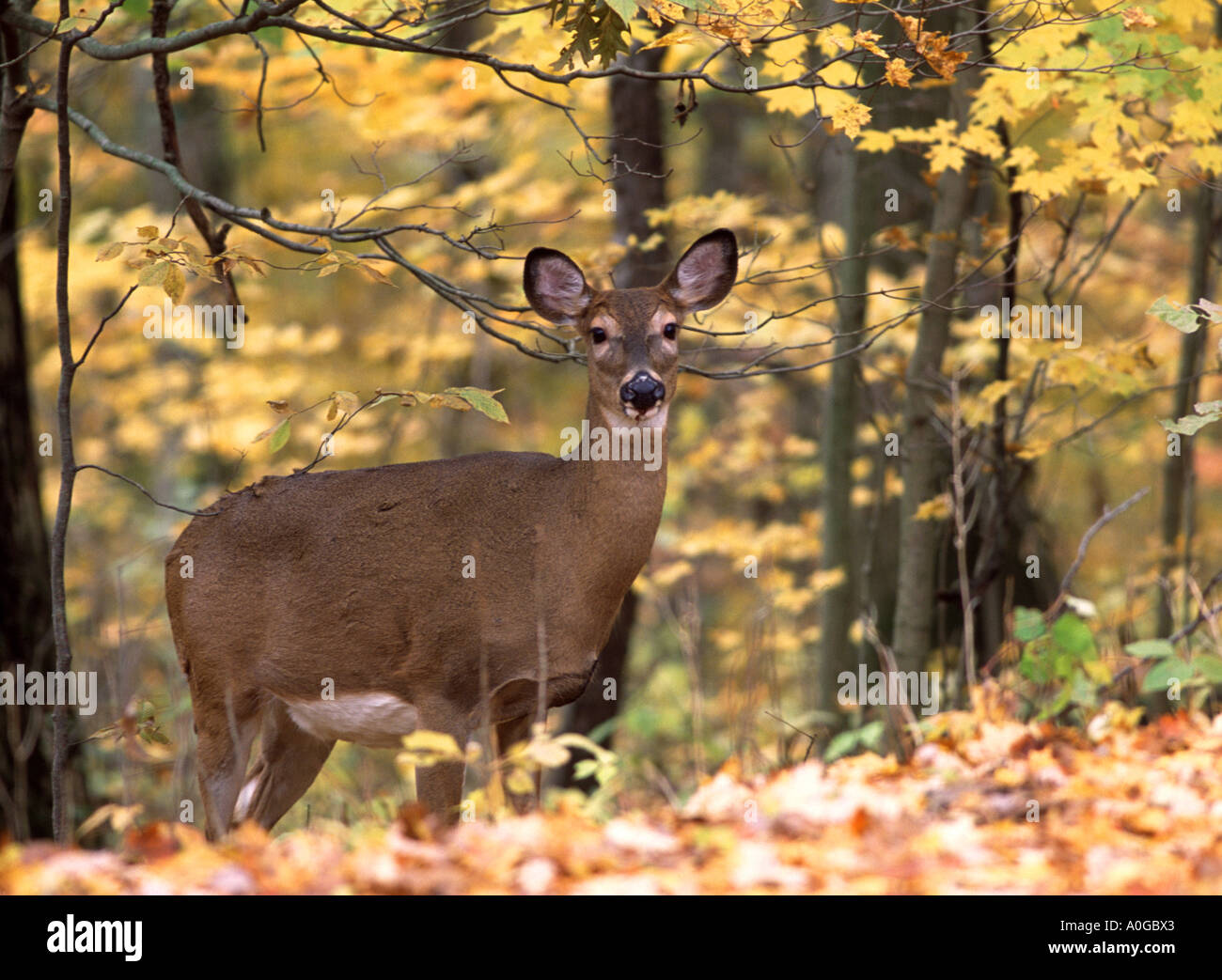 White-tailed Deer in Autumn Forest Stock Photo - Alamy