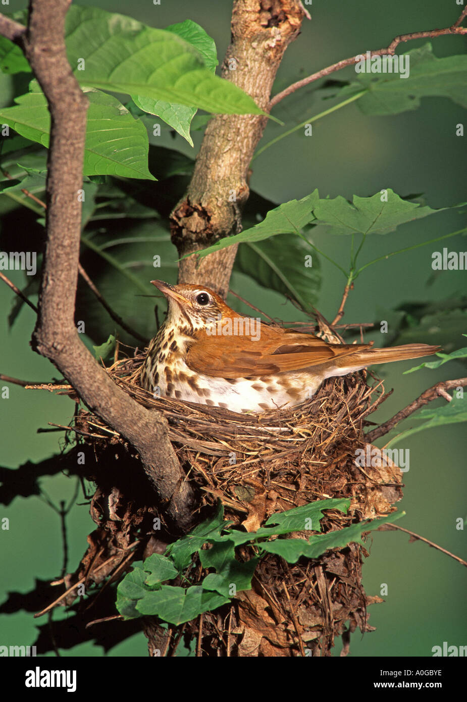 Wood Thrush Eggs