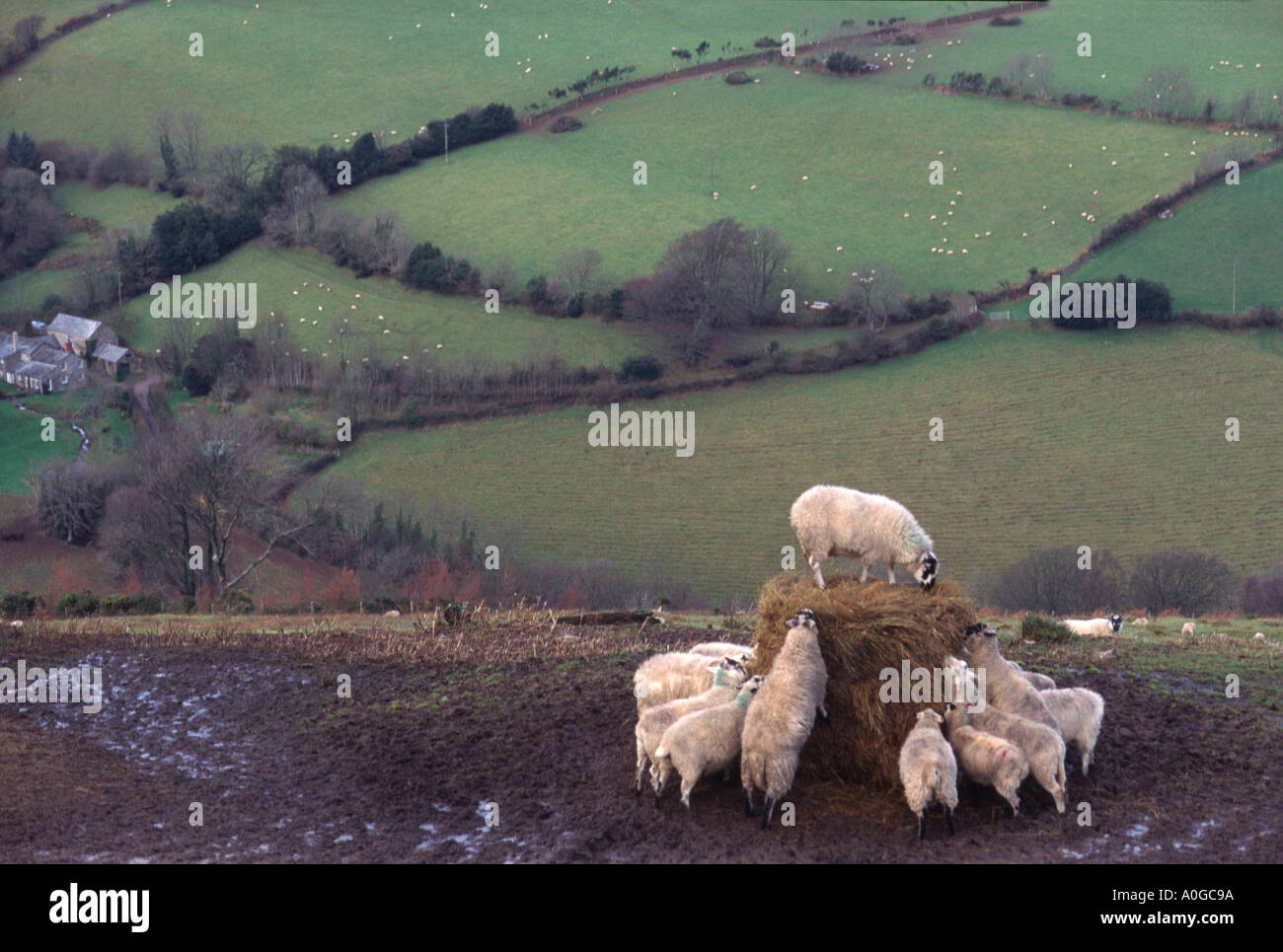 winter sheep feeding on hay bale in devon Stock Photo - Alamy