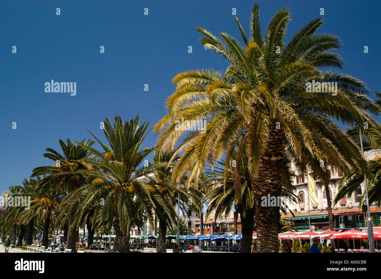 Split, palm parkway Stock Photo - Alamy