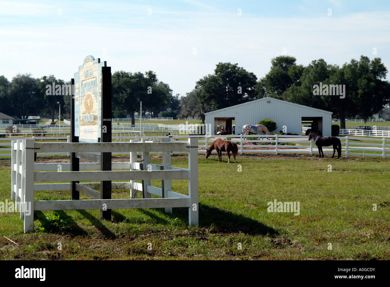 Horse farm Ocala Marion County Florida USA The Ocala Foxtrotter Ranch ...