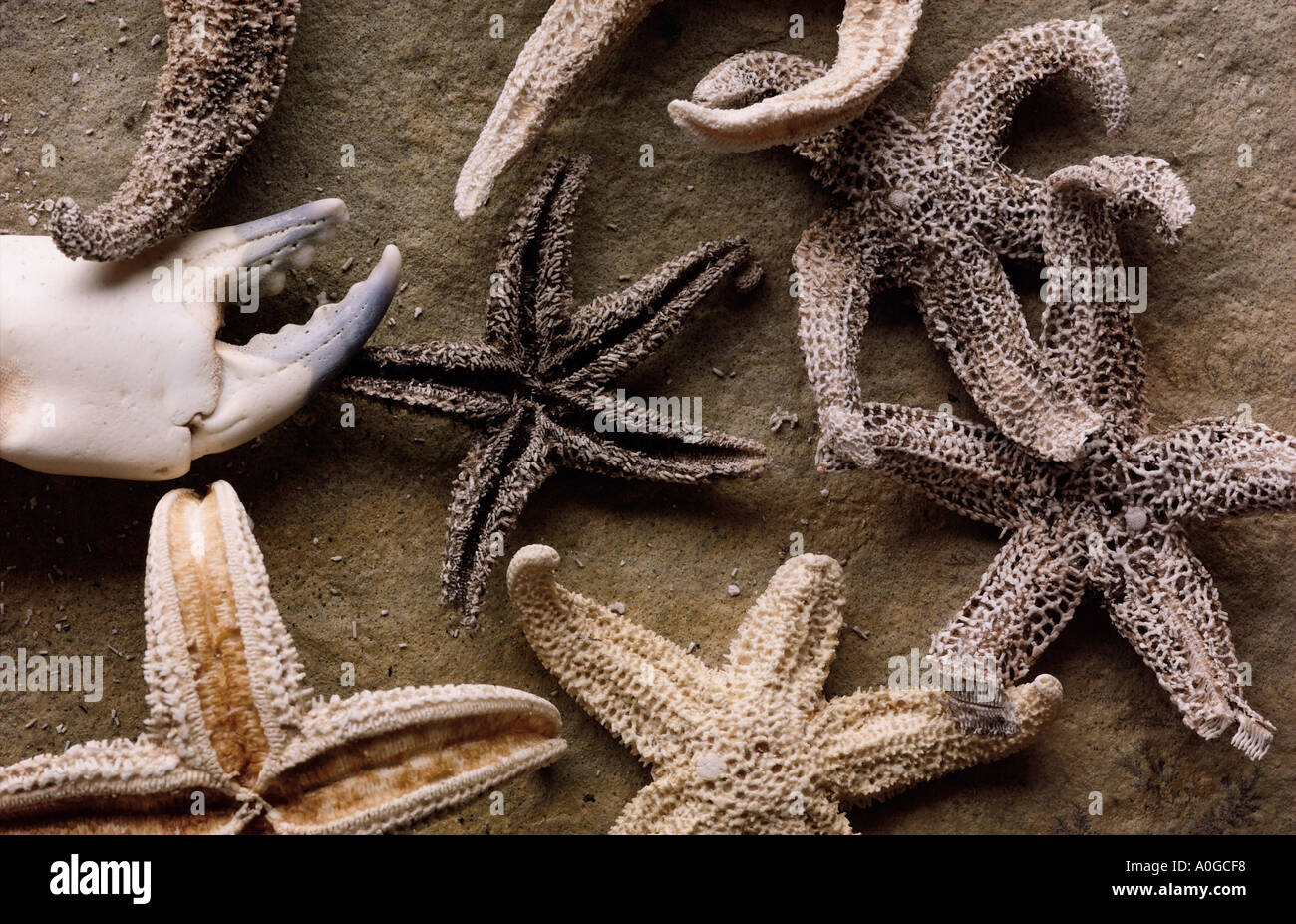 Finding starfish hi-res stock photography and images - Alamy