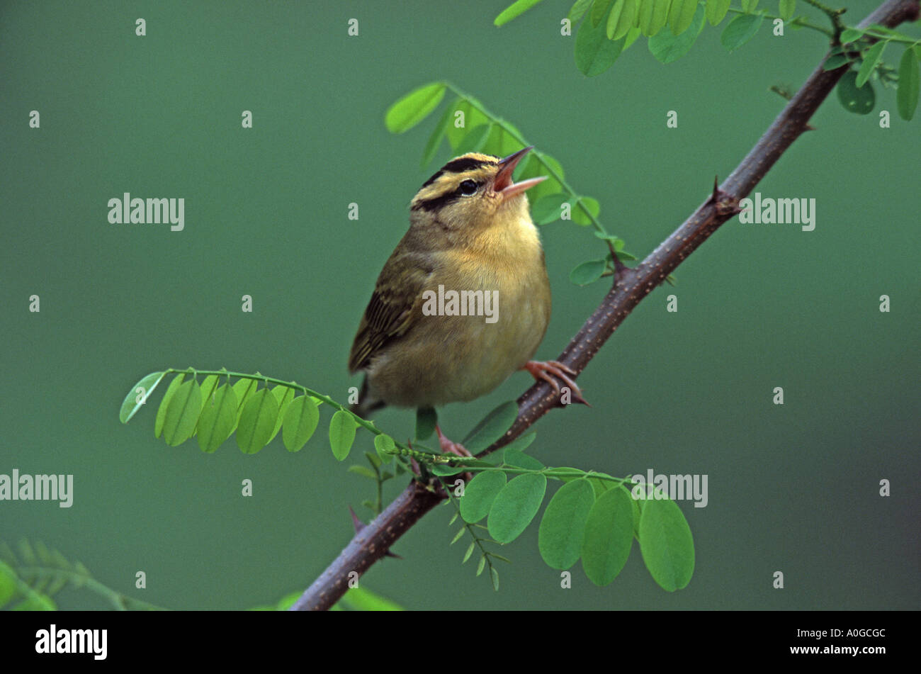 Worm-eating Warbler Singing Stock Photo - Alamy