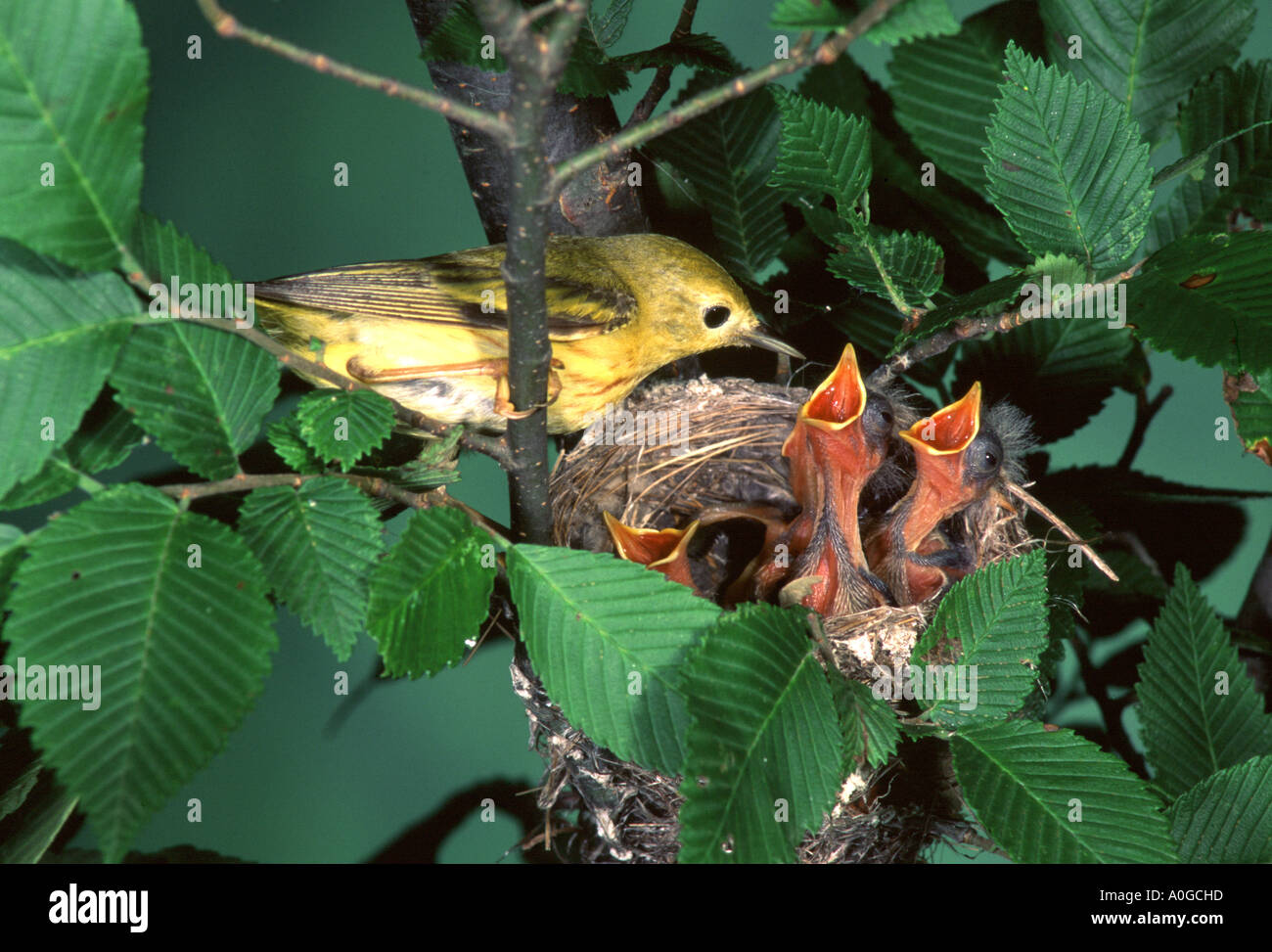 Warbler nest hi-res stock photography and images - Alamy