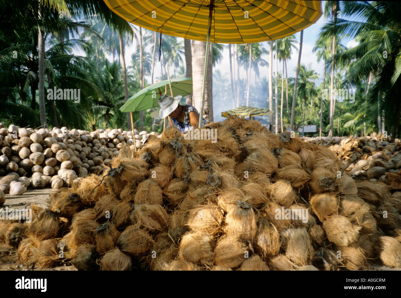 A coconut farm on Koh Pha Gnan Stock Photo - Alamy
