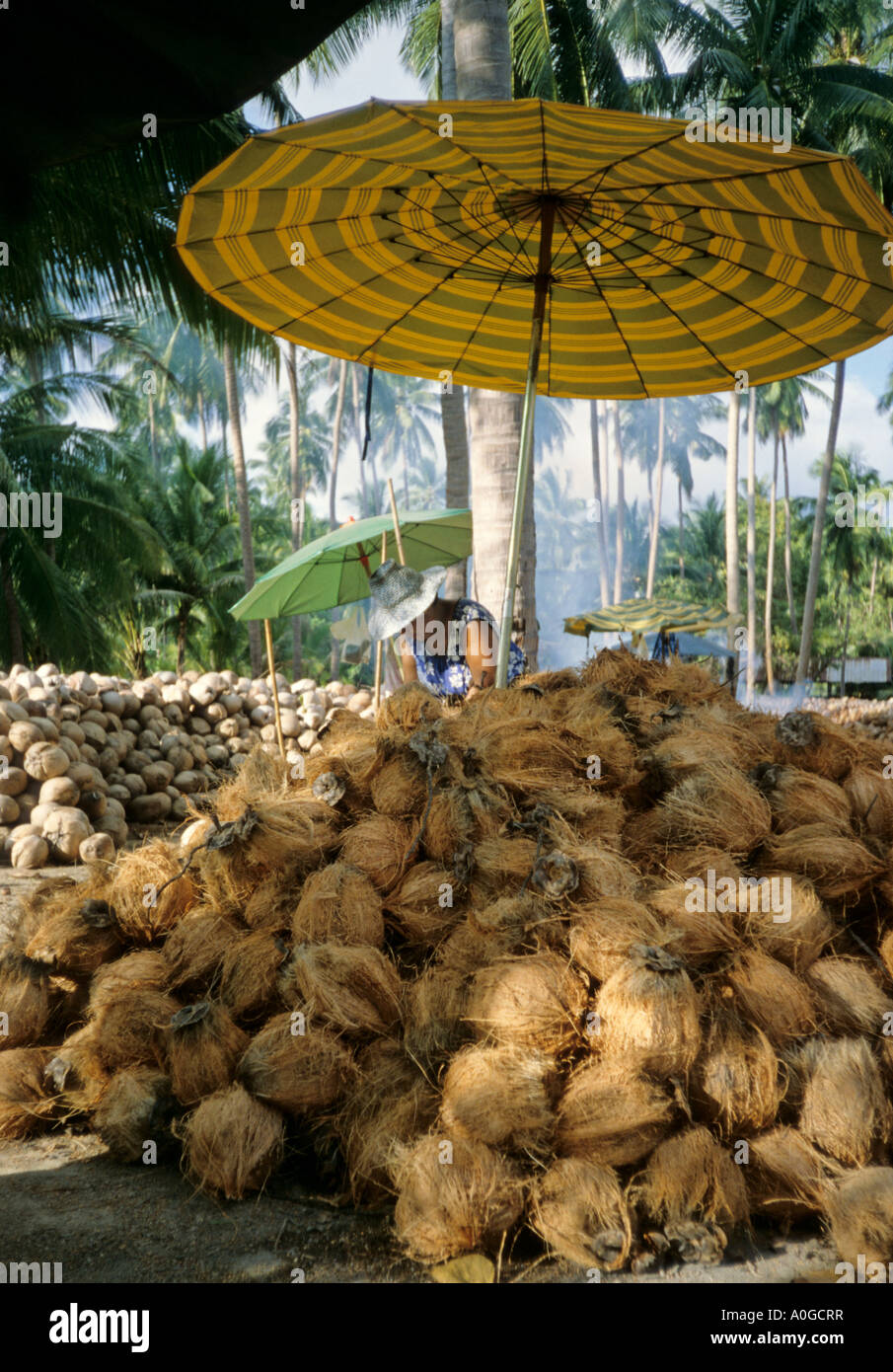 A coconut farm on Koh Pha Gnan Stock Photo - Alamy