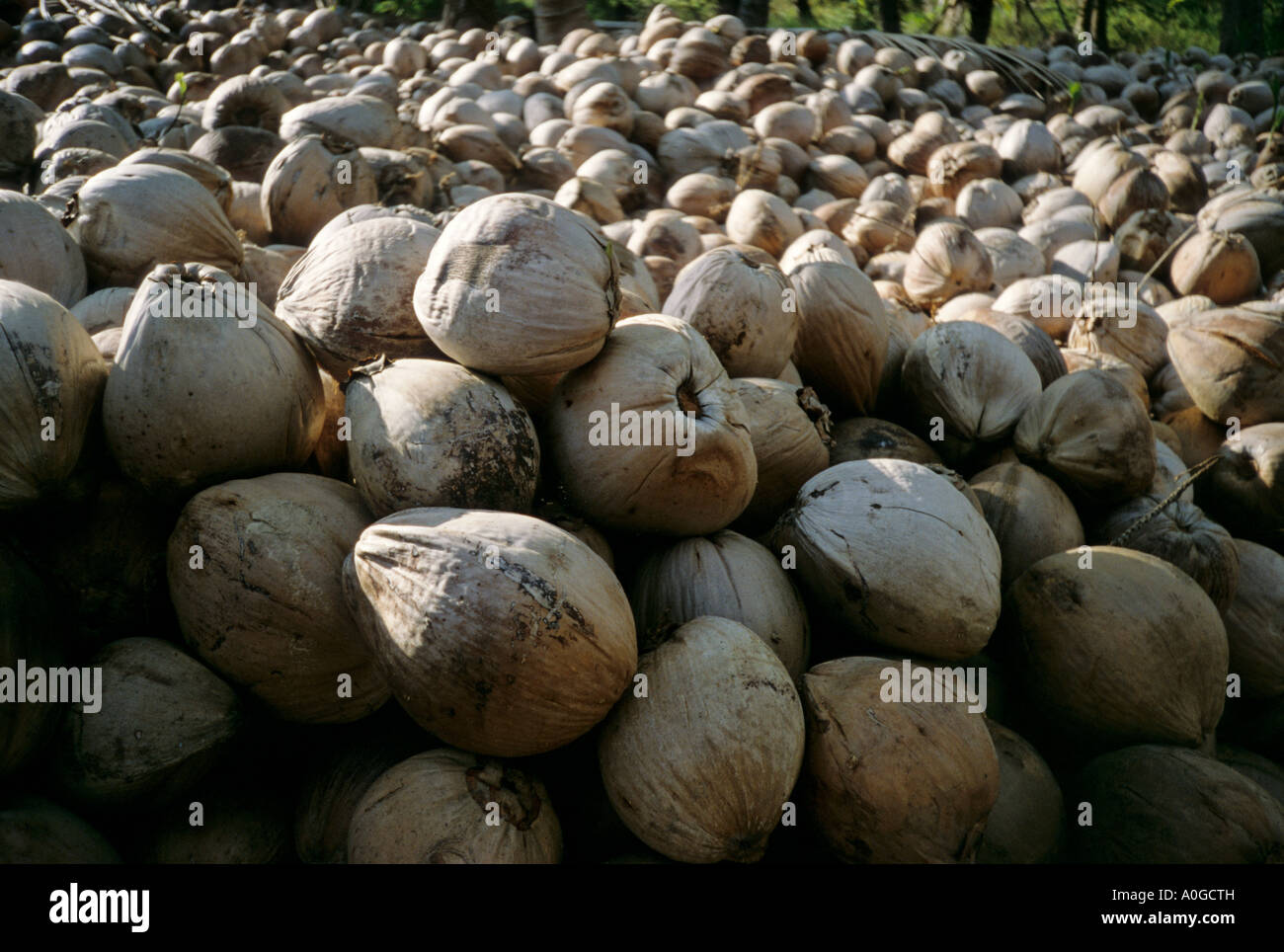 Coconut production in Thailand Stock Photo - Alamy