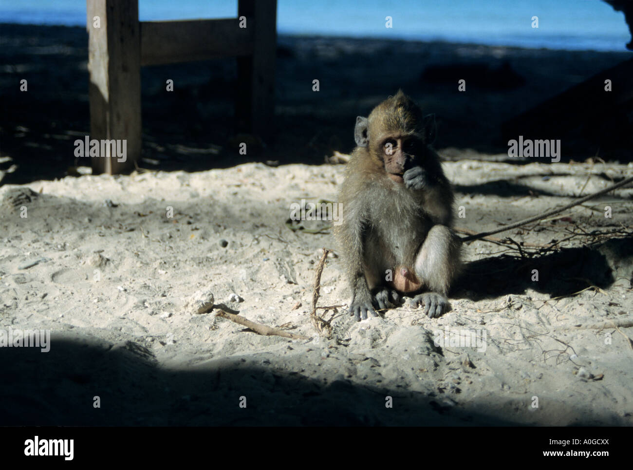 Friendly monkey on a beach Stock Photo - Alamy