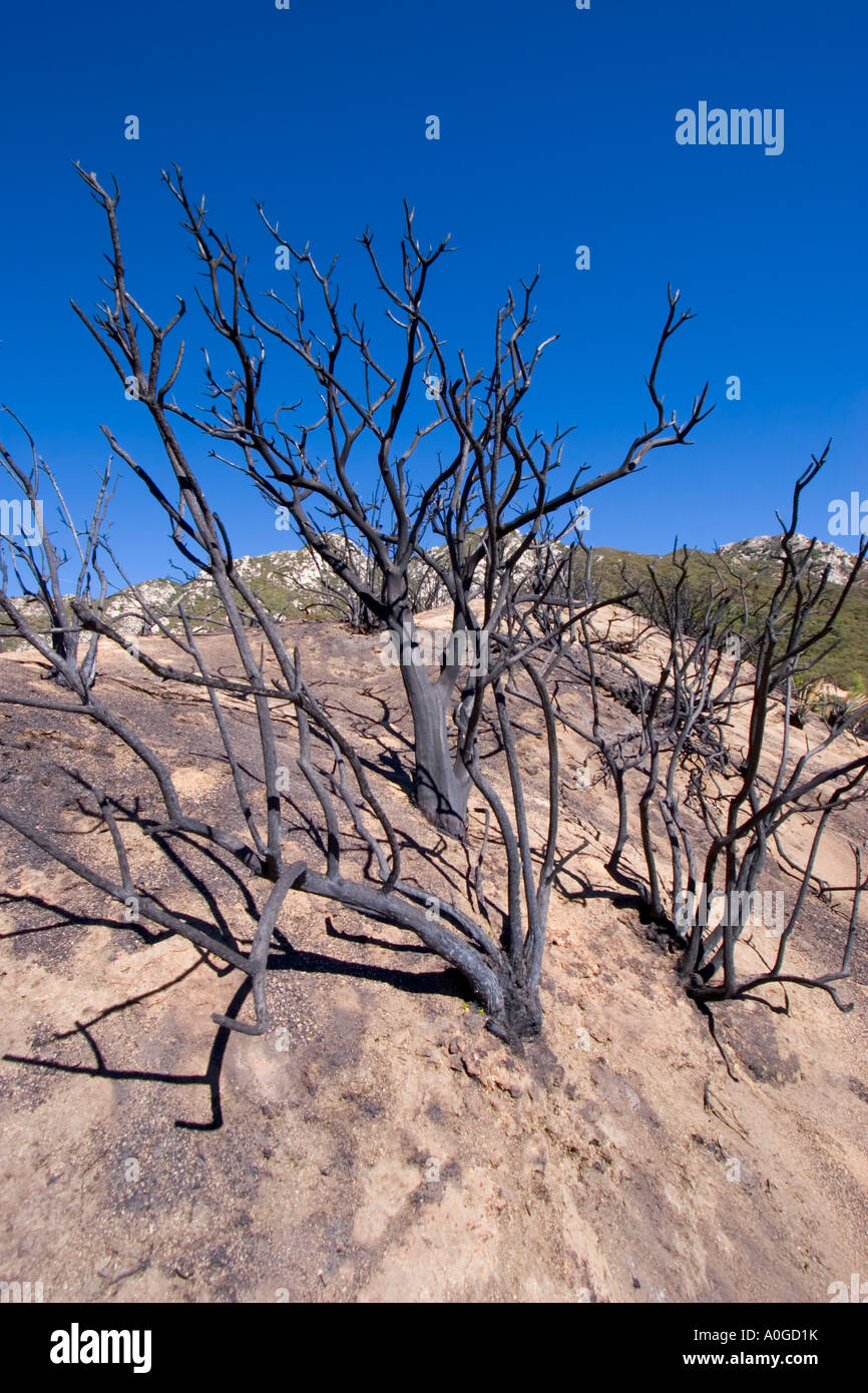 Angeles national forest fire hi-res stock photography and images - Alamy