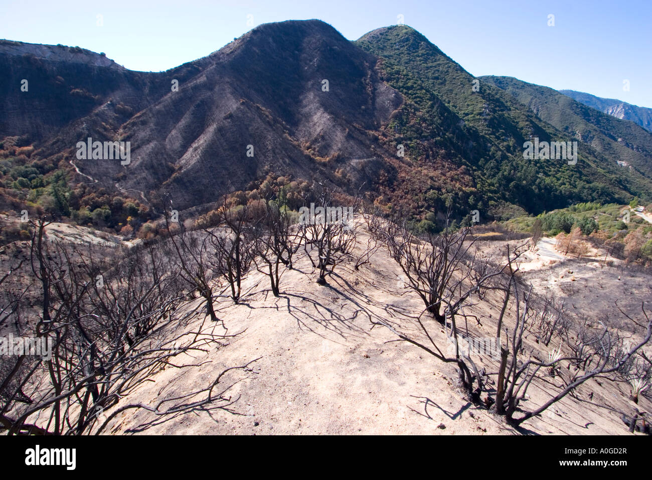 Burned Forest in the Angeles National Forest Stock Photo - Alamy