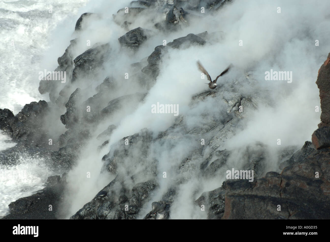 Hawaiian Noddy sea bird and lava flowing into the ocean Hawaii ...