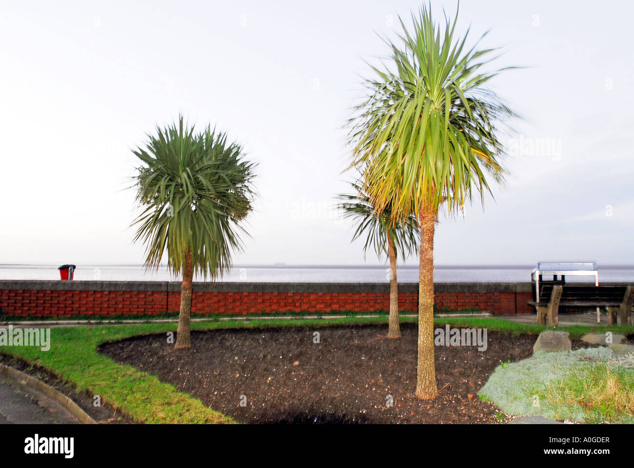 Trio palm trees hi-res stock photography and images - Alamy