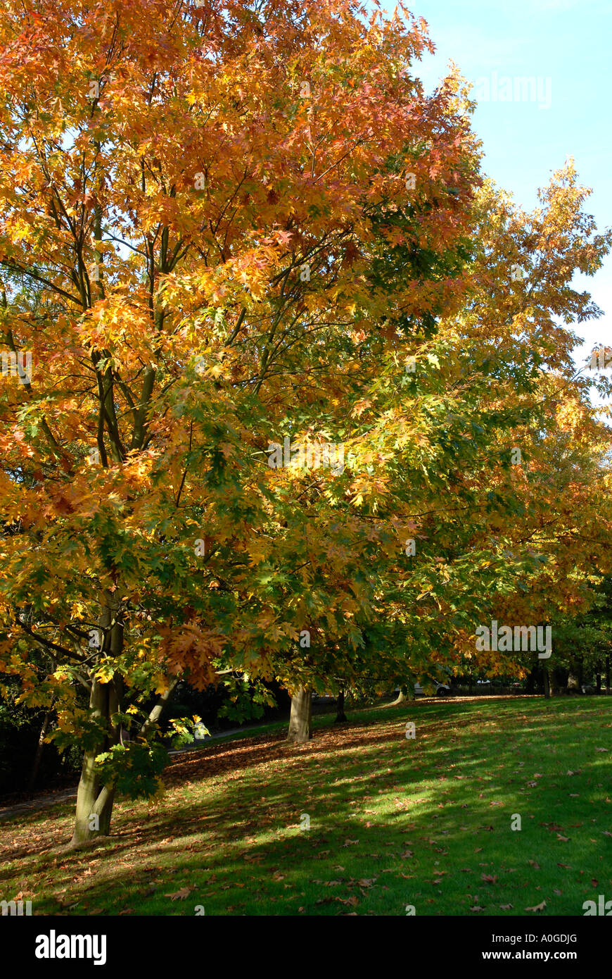 Waterlow Park London Autumn High Resolution Stock Photography and ...