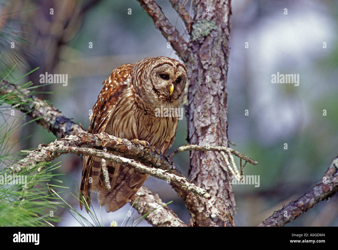 Barred Owl in Pine Tree Stock Photo - Alamy