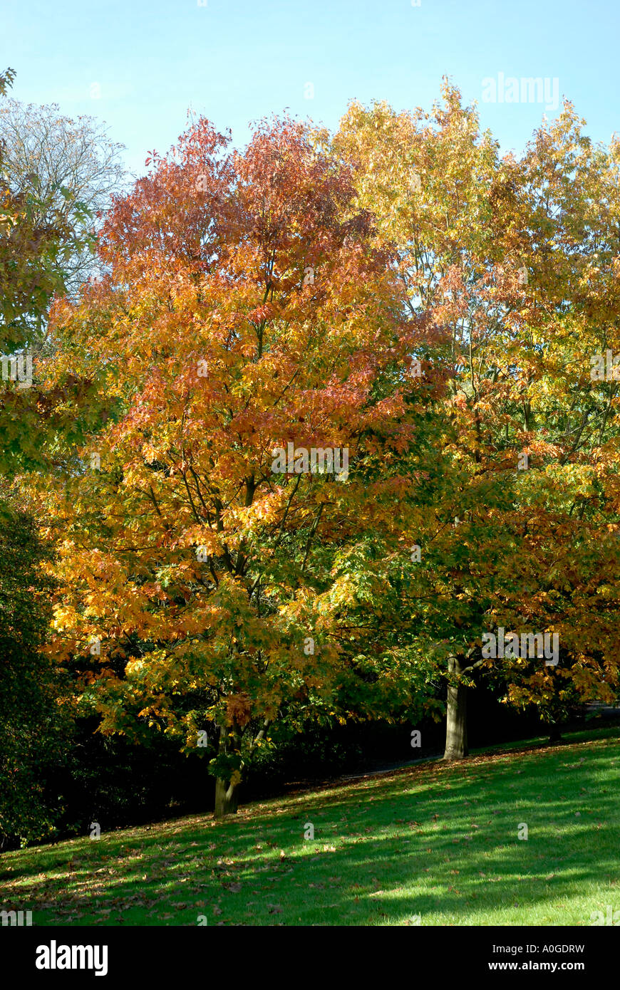 Autumn colours in Waterlow Park Highgate London Stock Photo - Alamy