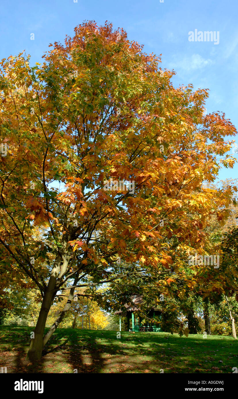 Autumn colours in Waterlow Park Highgate London Stock Photo - Alamy