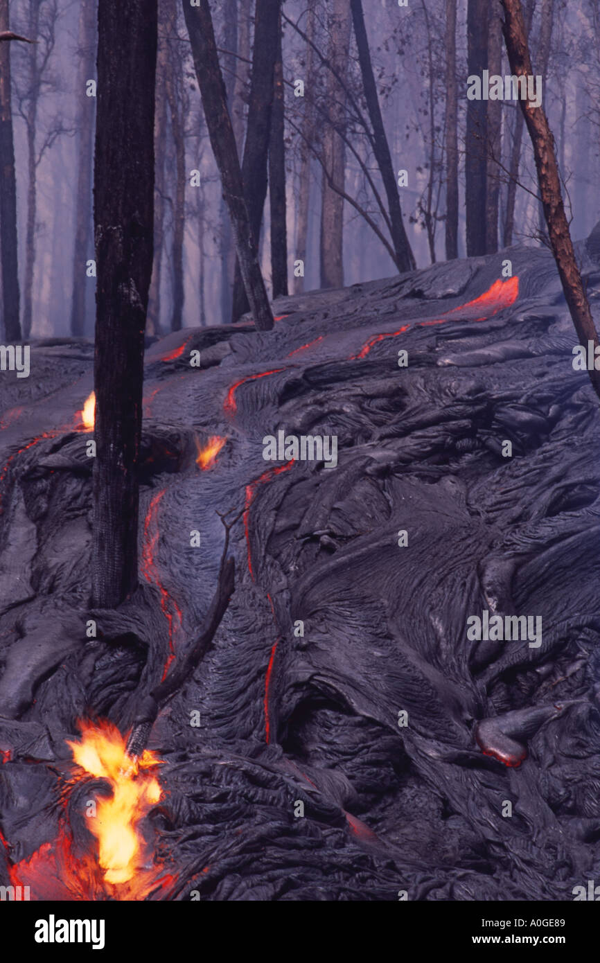 A large flow of lava spreads thru a burned up forest Volcanoes National ...