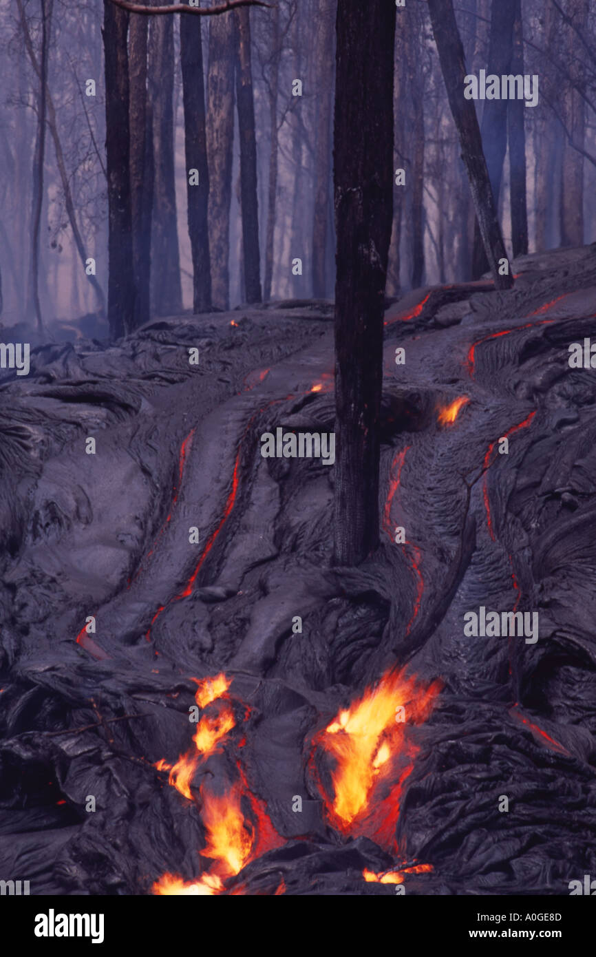 A large flow of lava spreads thru a burned up forest Volcanoes National ...