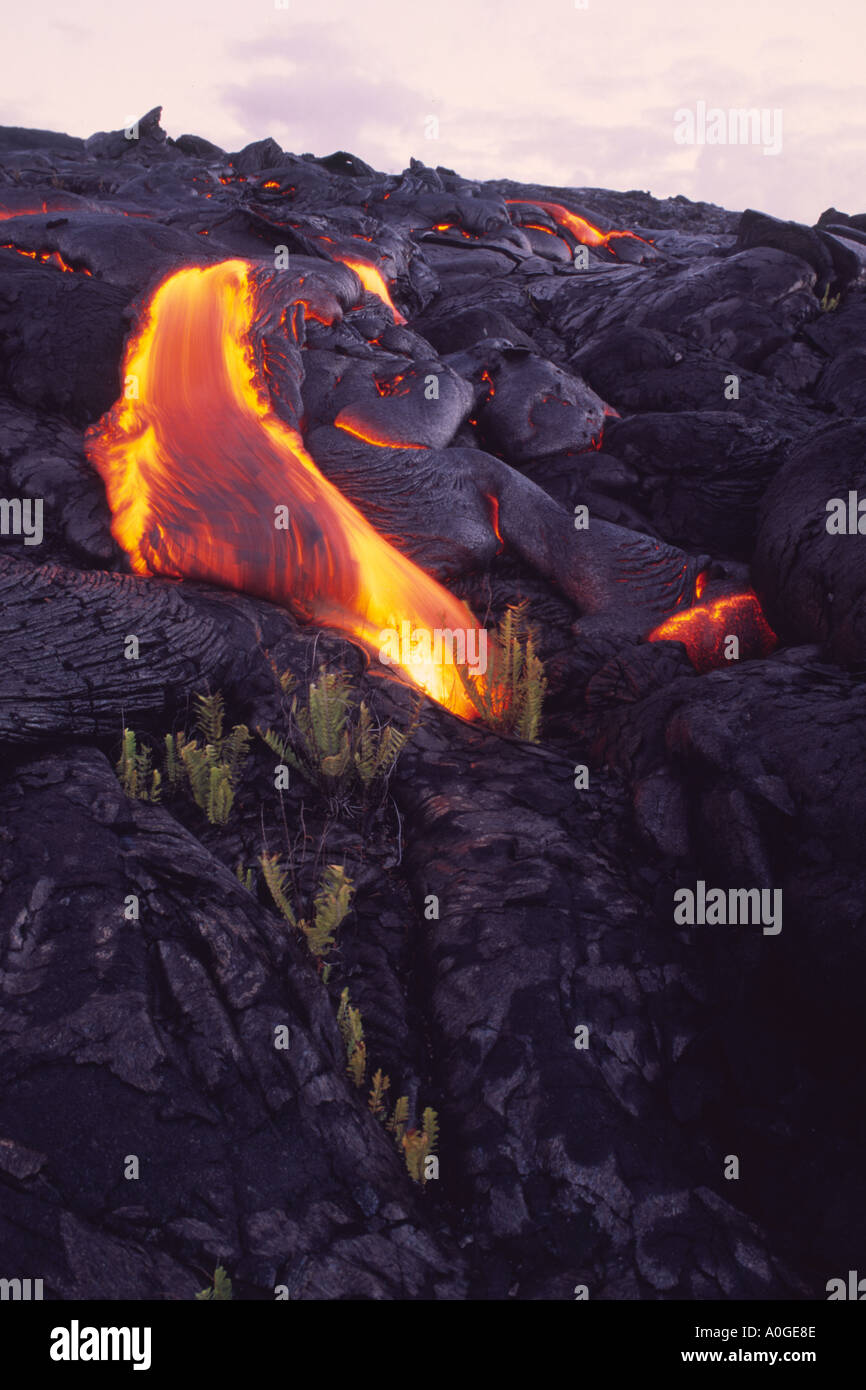 Small flow of lava and ferns Volcanoes National Park Hawaii Stock Photo ...