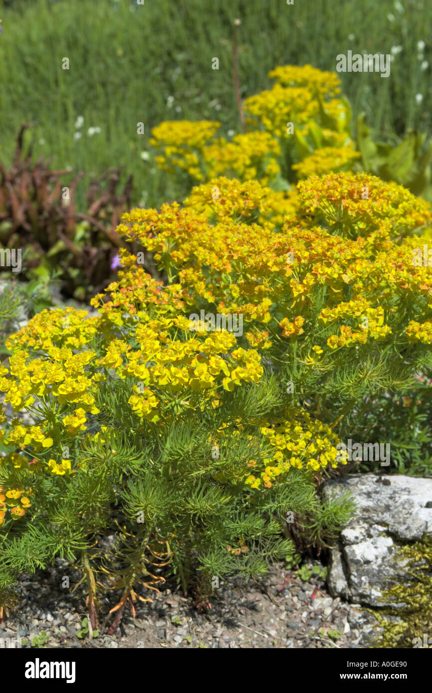 Alpine Euphorbia in a limestone rock garden Stock Photo - Alamy