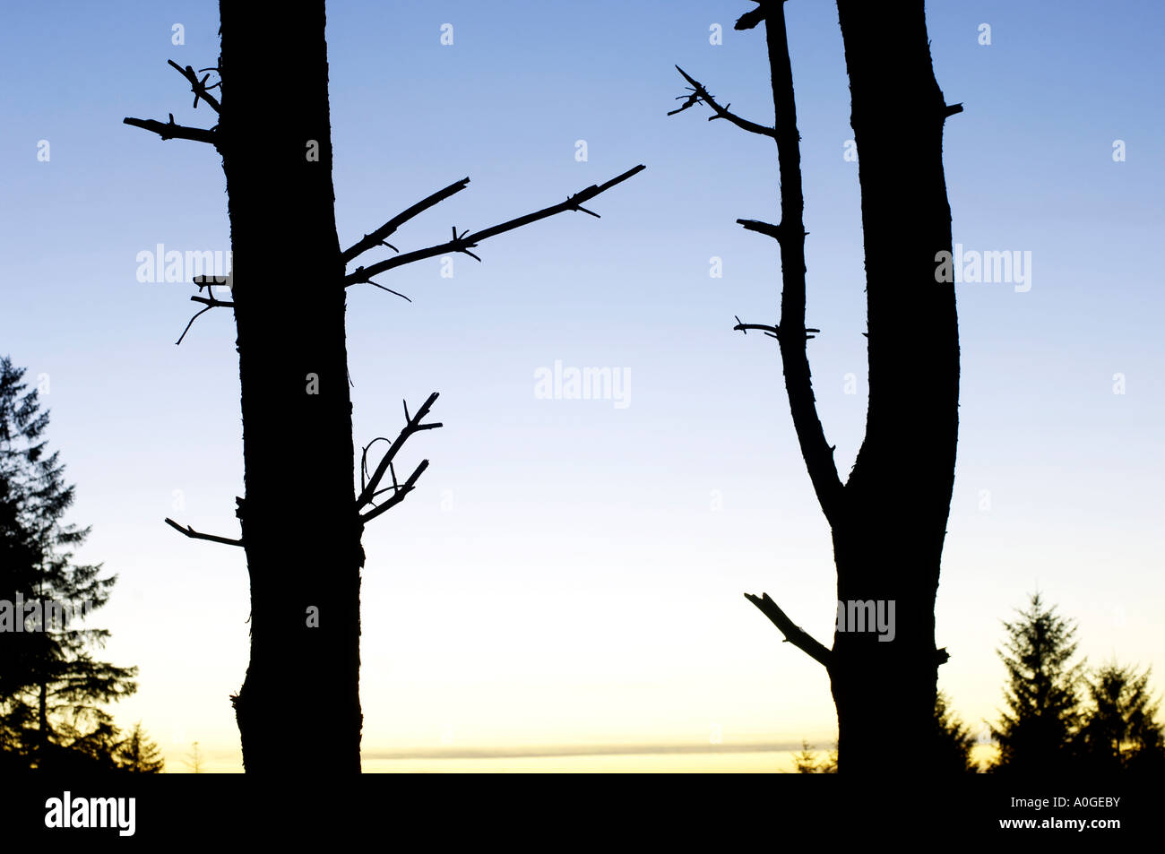 Two dead trees hi-res stock photography and images - Alamy