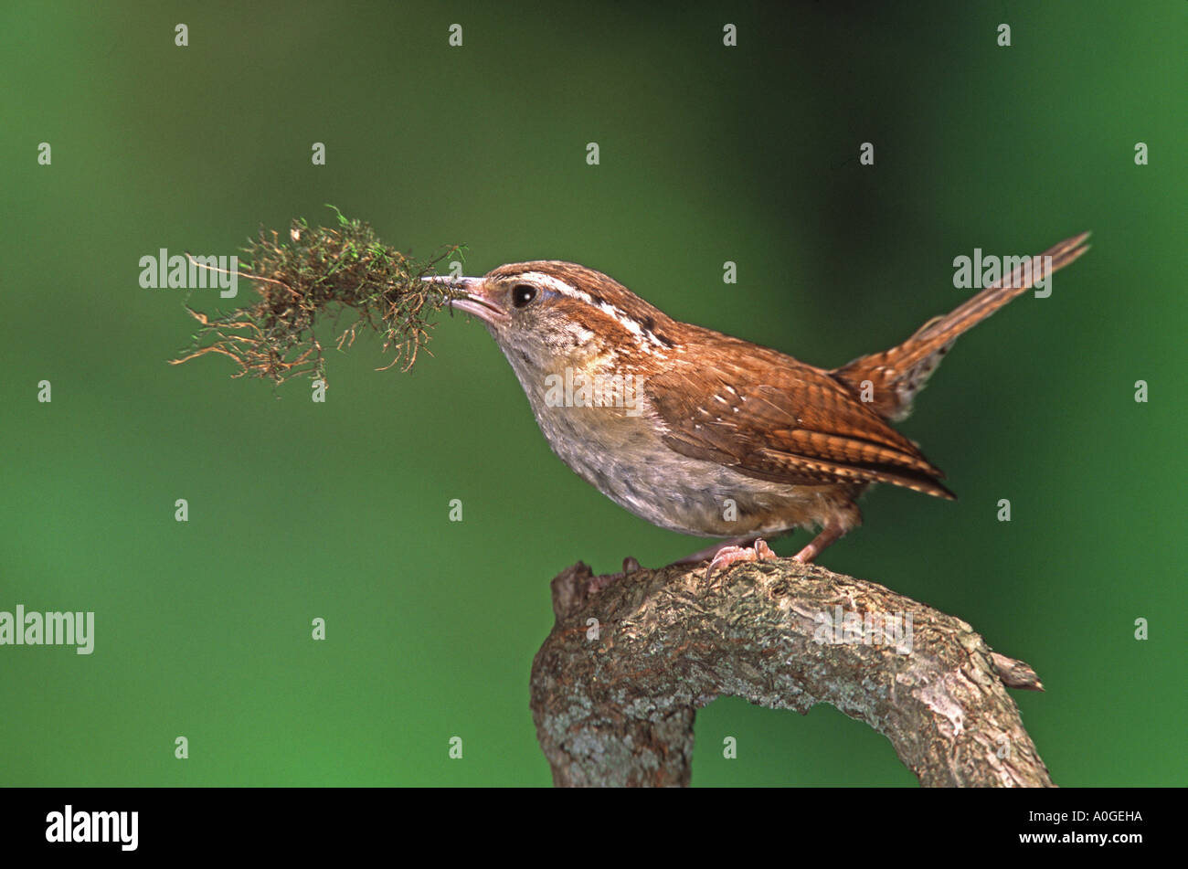 Wrens birds nest hi-res stock photography and images - Alamy
