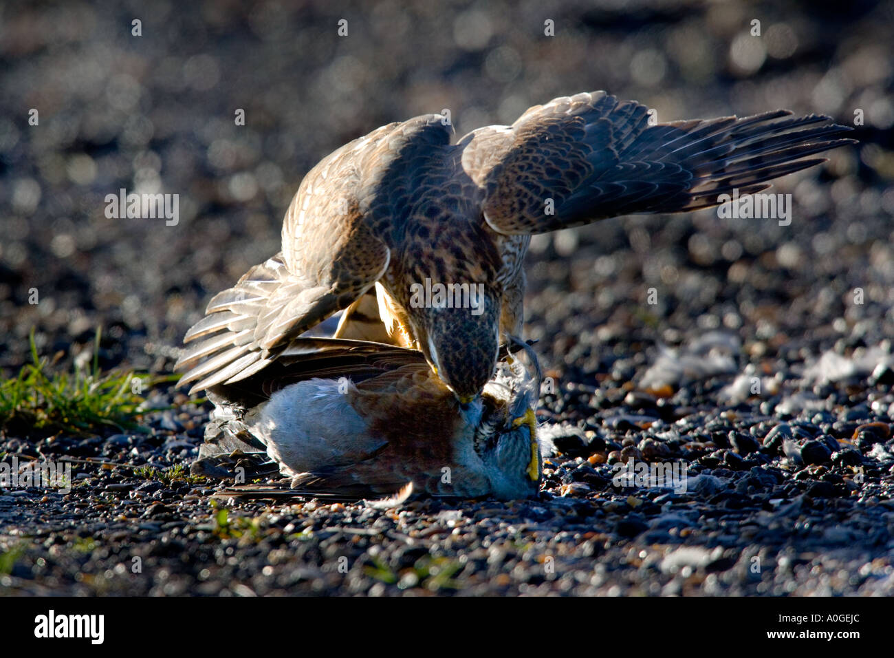 Sparrowhawk photograph hi-res stock photography and images - Alamy