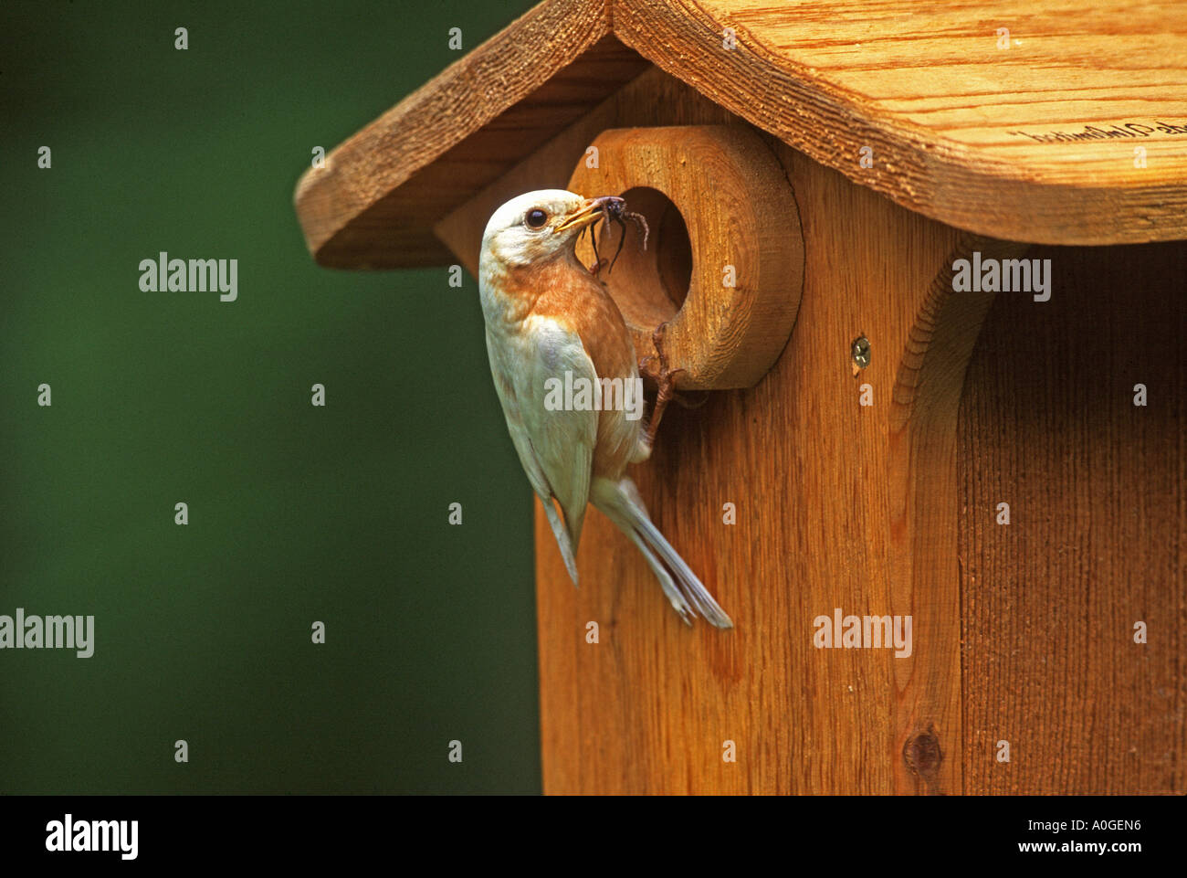 Albino Eastern Bluebird at Nest Box Stock Photo - Alamy