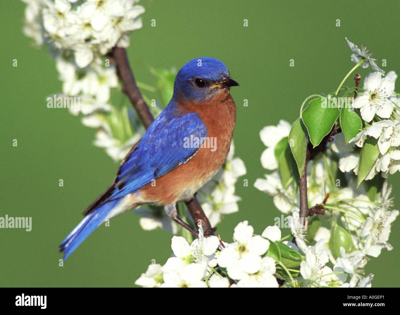 Birds in pear flowers hi-res stock photography and images - Alamy