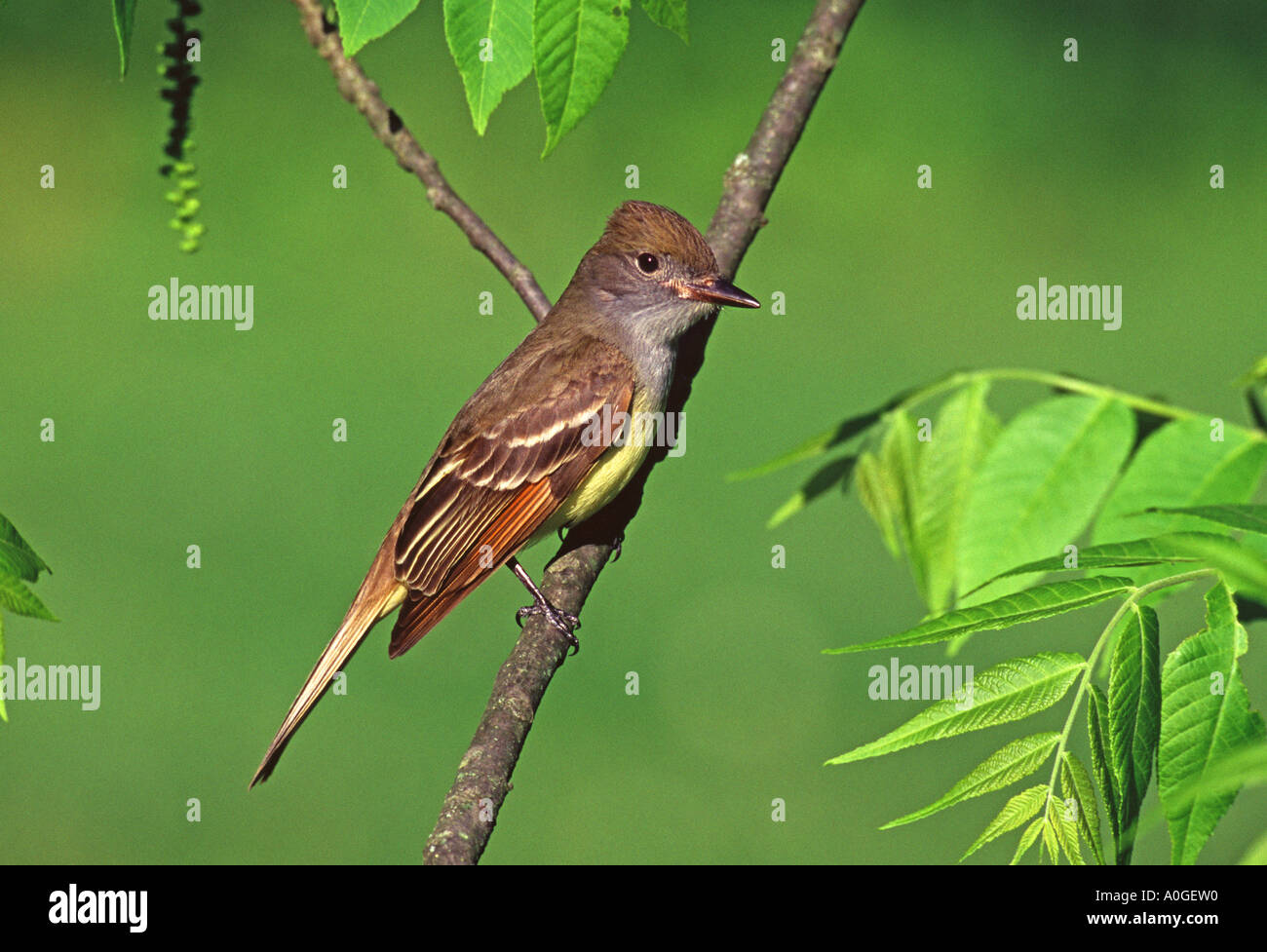 Crested flycatchers hi-res stock photography and images - Alamy