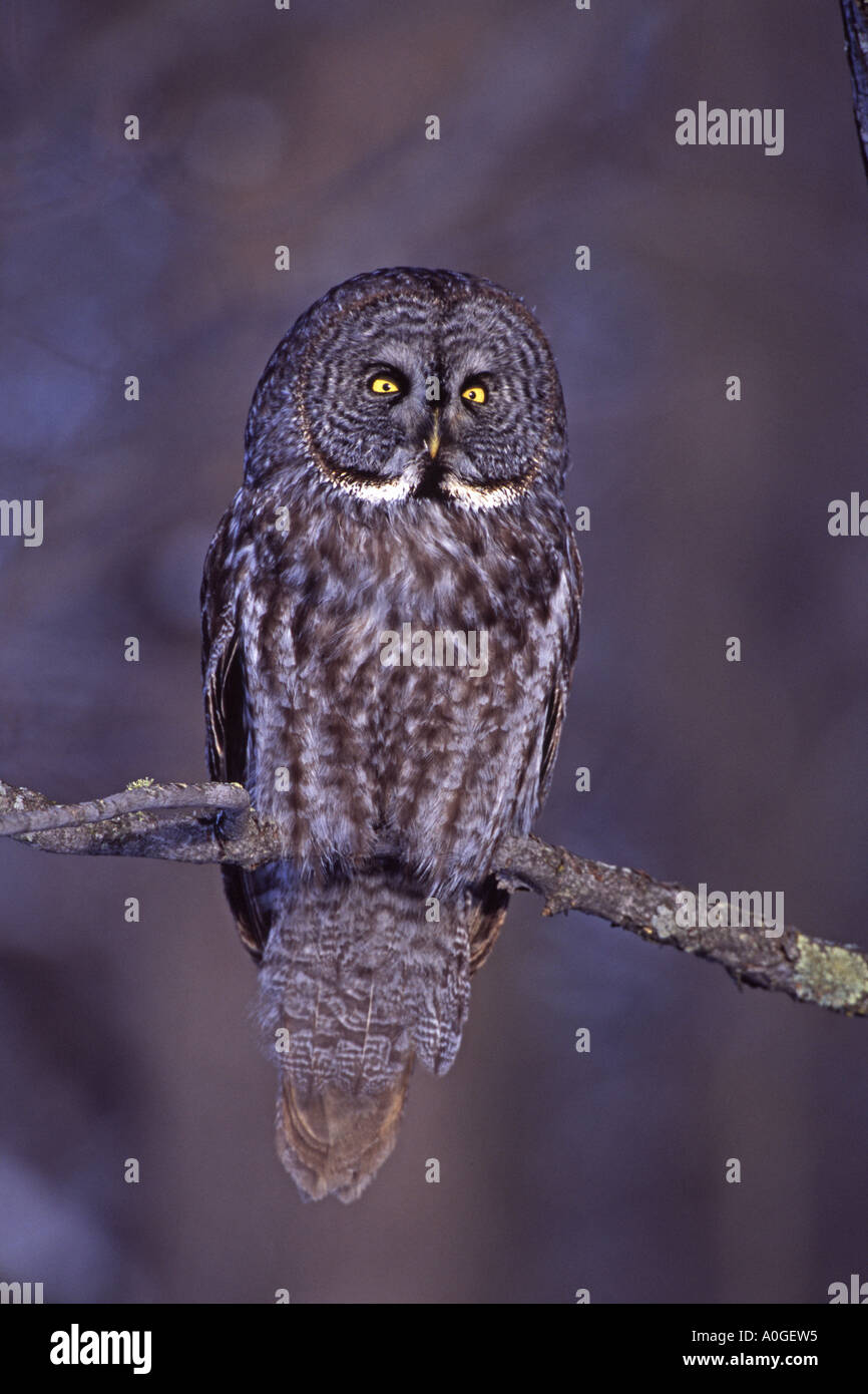 Great Gray Owl Vertical Stock Photo - Alamy