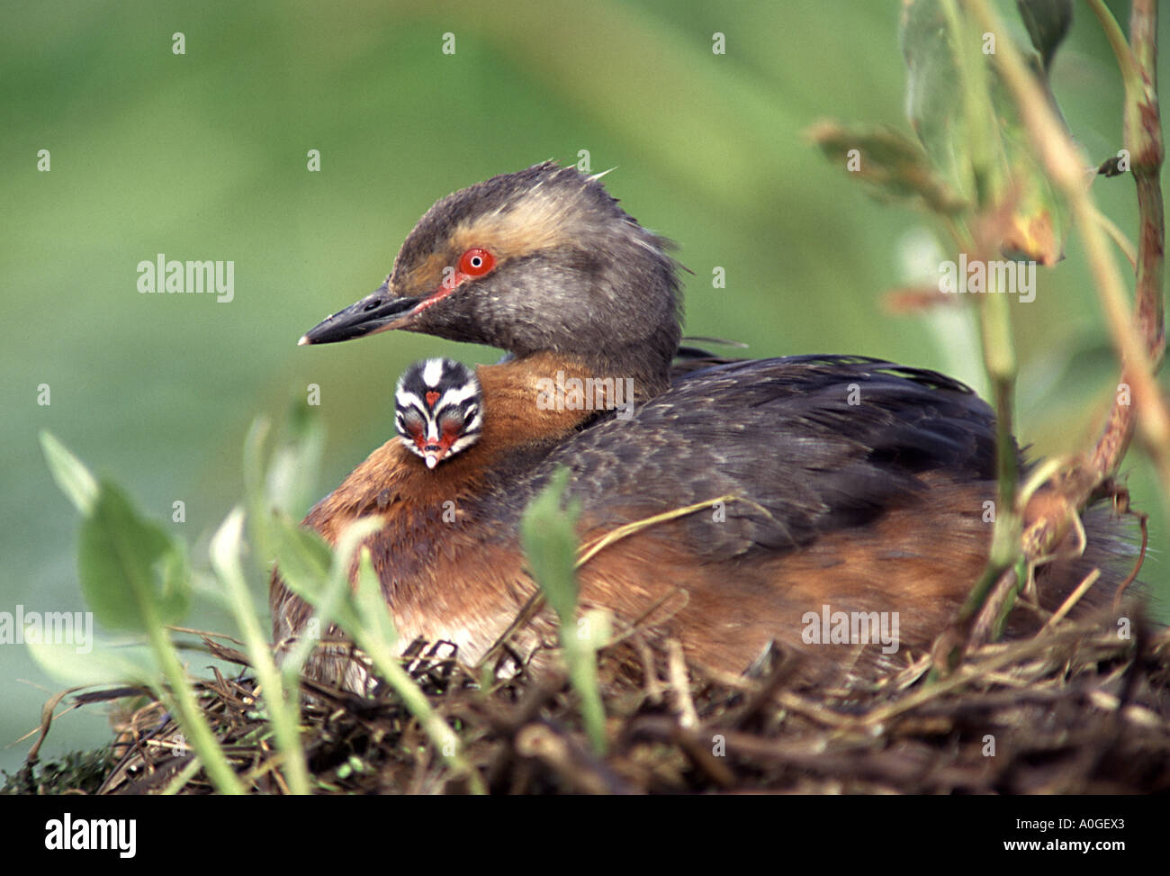 Horned Grebe with baby Stock Photo - Alamy